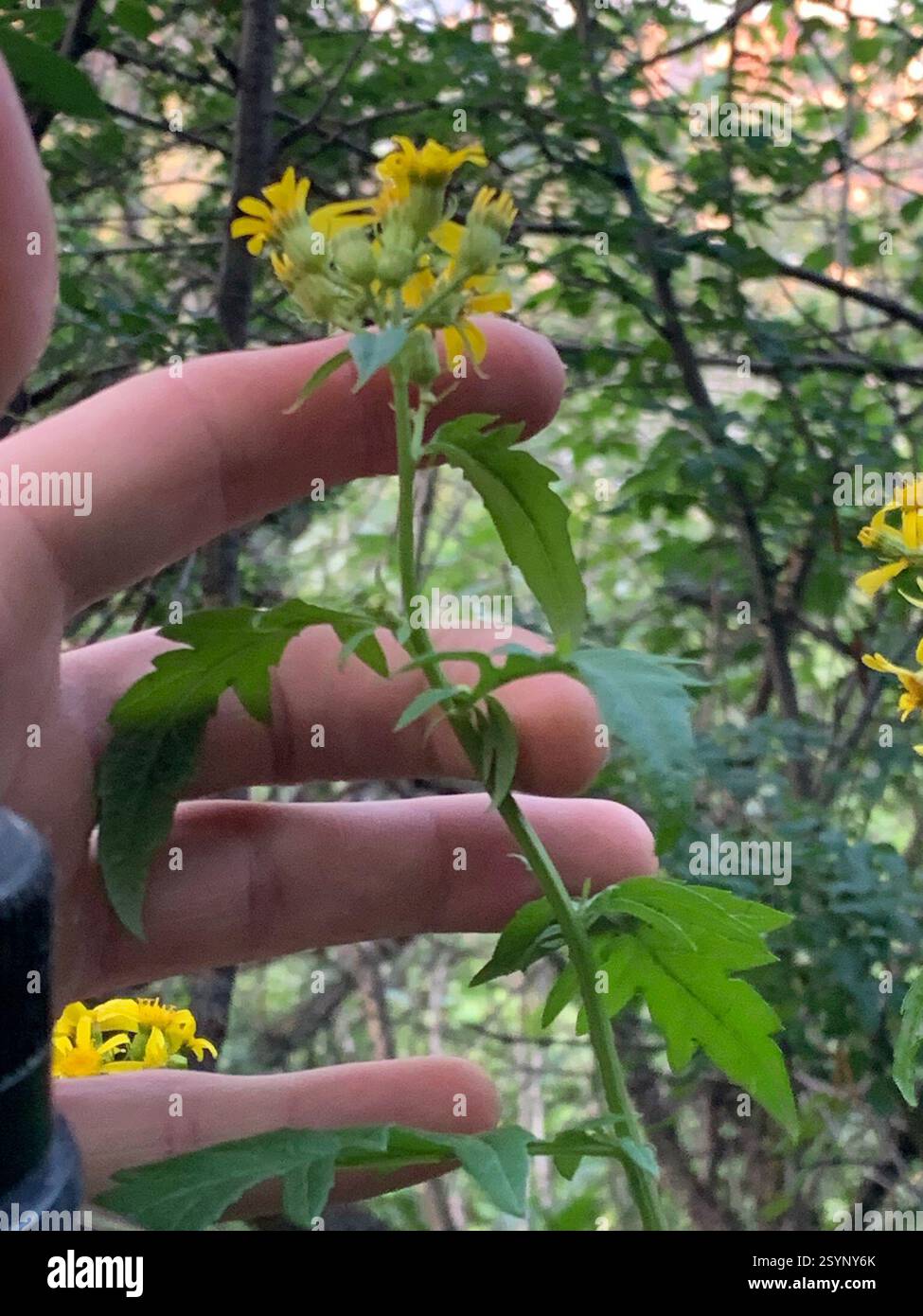 Cut-Leaved Ragwort (Senecio eremophilus), Plantae, River Valley Mayfair ...