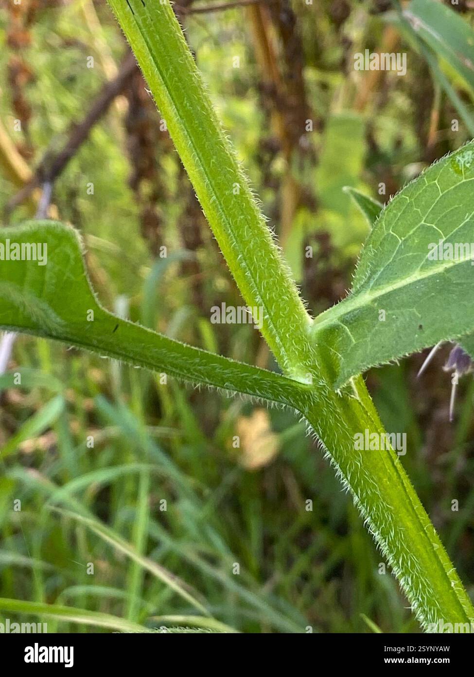 common comfrey (Symphytum officinale), Plantae, Greatbridge Road ...