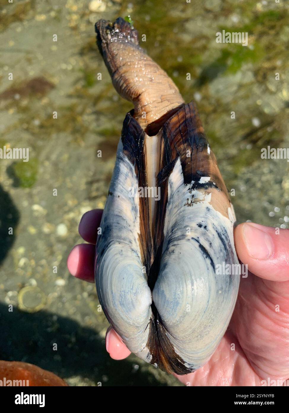 Fat Gaper (Tresus capax), Mollusca, Craig Bay, BC, CA Stock Photo - Alamy