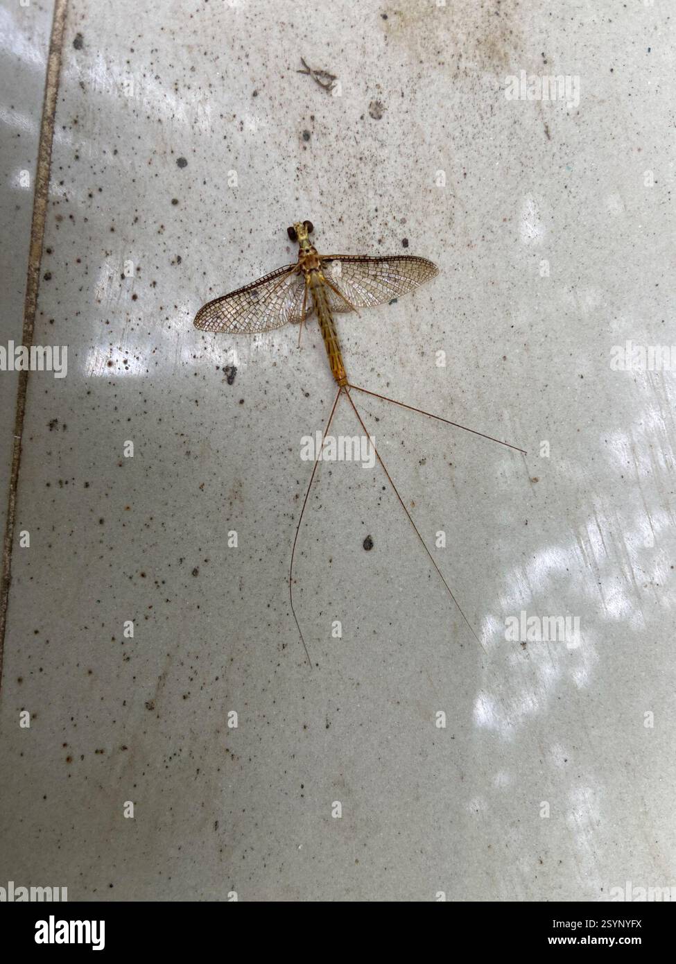 Green Drakes (Ephemera), Insecta, Dolvan, Tapi, GJ, IN Stock Photo - Alamy