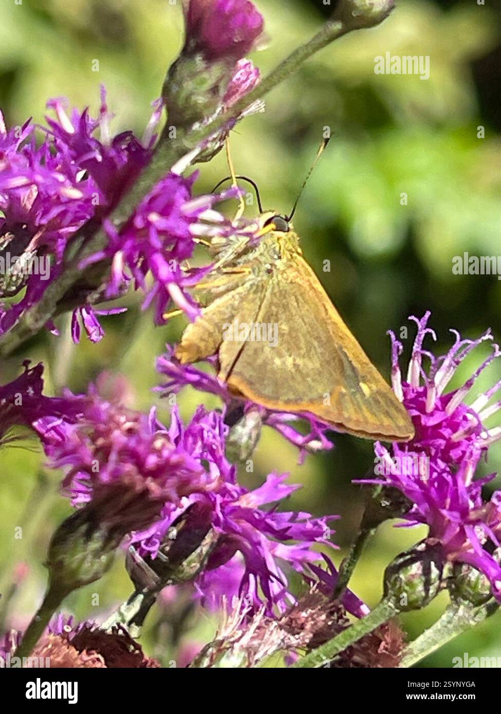 Crossline Skipper (Polites origenes), Insecta, Cloudland Canyon State ...