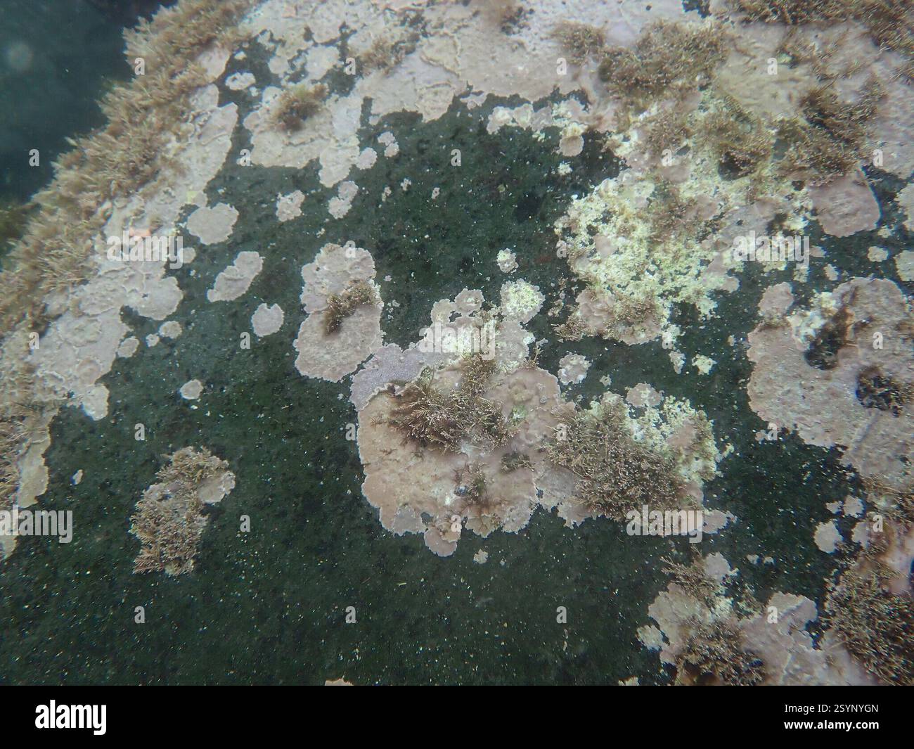 Lithophyllum incrustans hi-res stock photography and images - Alamy