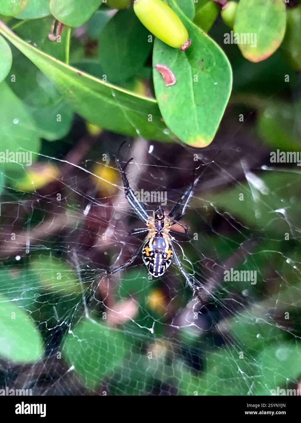 Basilica Orbweaver (Mecynogea lemniscata), Arachnida, Silver Spring, MD ...