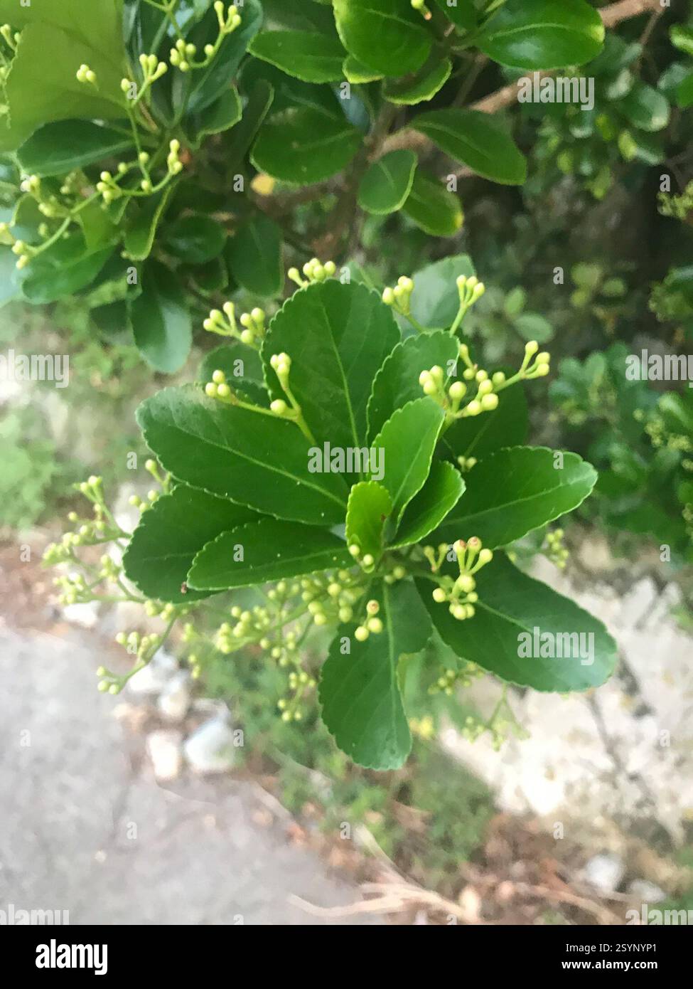 Japanese spindle tree (Euonymus japonicus), Plantae, Satochosato ...