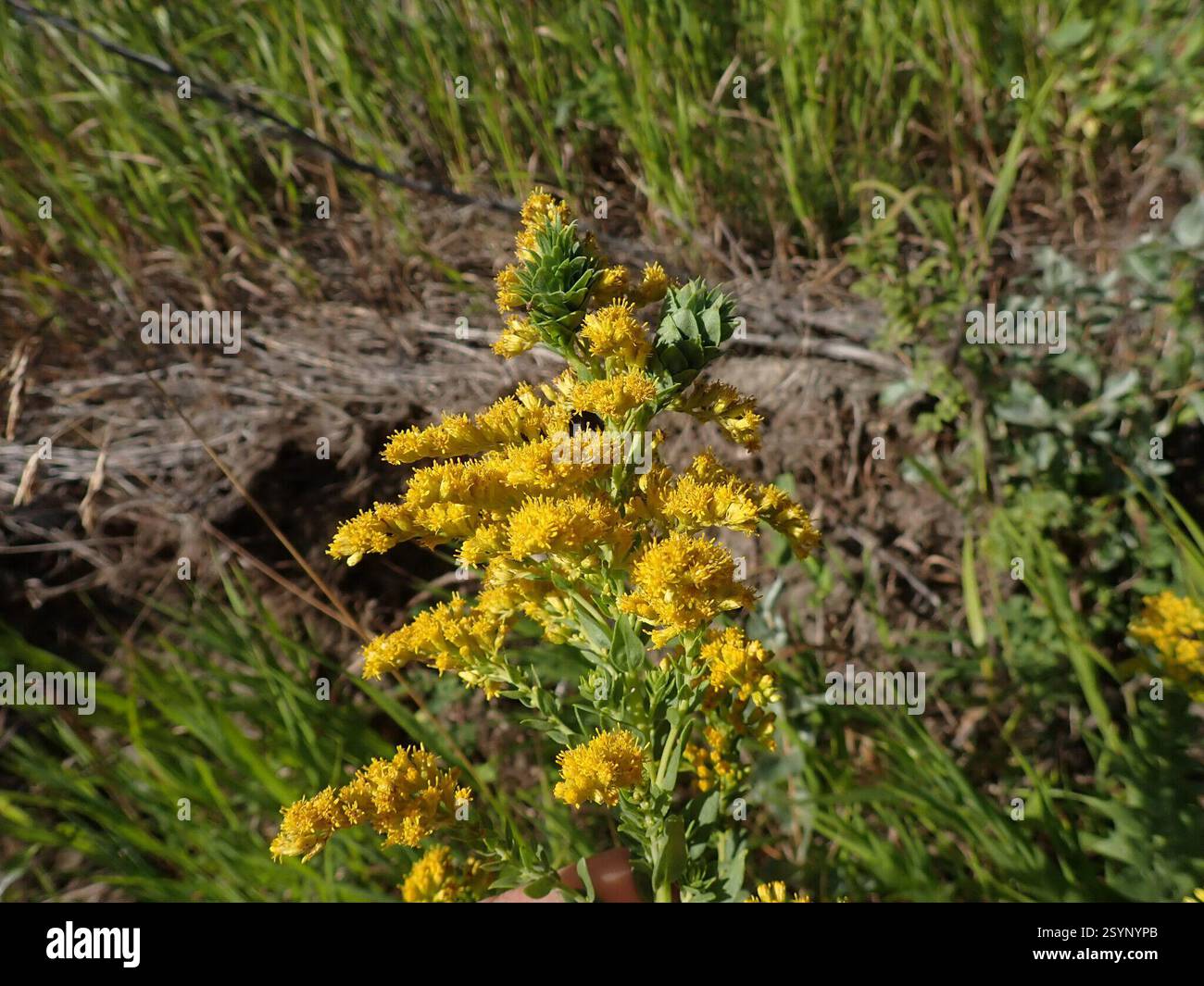(Asphondylia), Insecta, Val Marie No. 17, SK S0N, Canada, Tentative ID ...