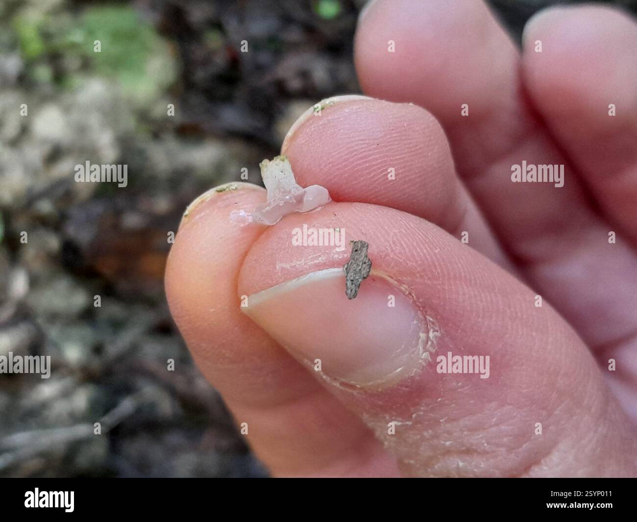 (Baeomyces heteromorphus), Fungi, Dunedin North, Dunedin, New Zealand ...