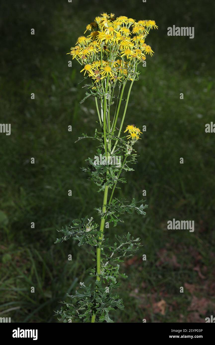 ragwort (Jacobaea vulgaris), Plantae, Sefton Park, Mossley Hill Drive ...