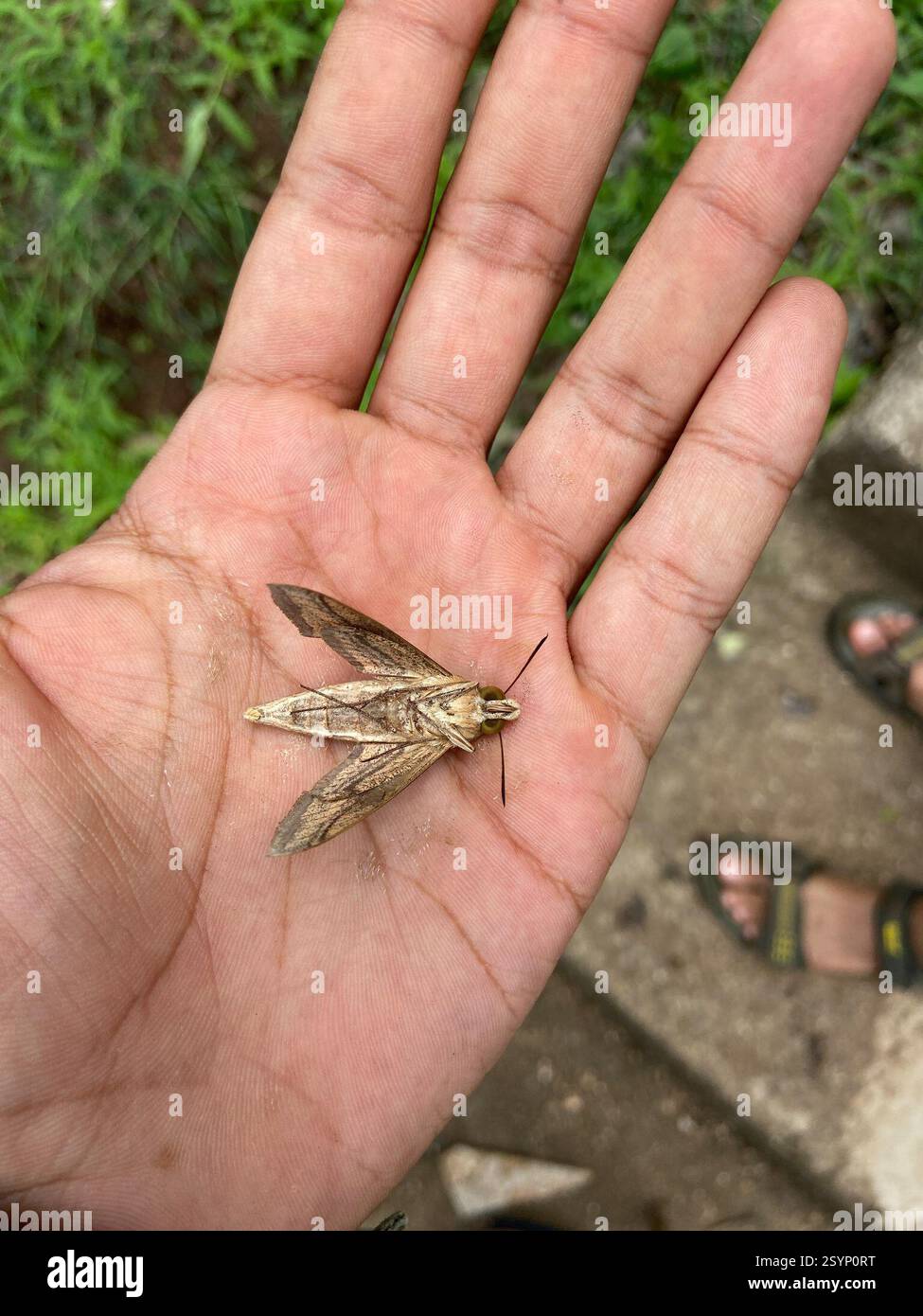 White-banded Hunter Hawkmoth (Theretra oldenlandiae), Insecta, Dolvan ...