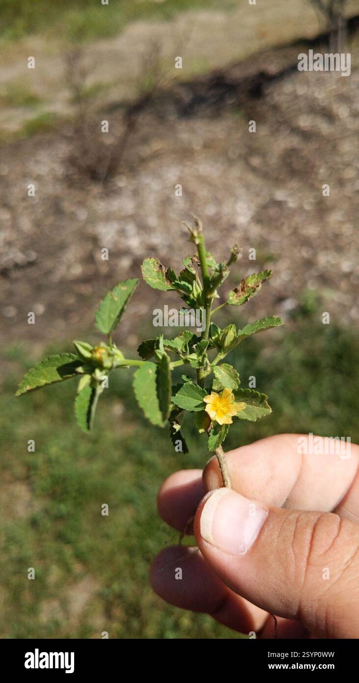 prickly fanpetals (Sida spinosa), Plantae, LaSalle County, US-IL, US ...