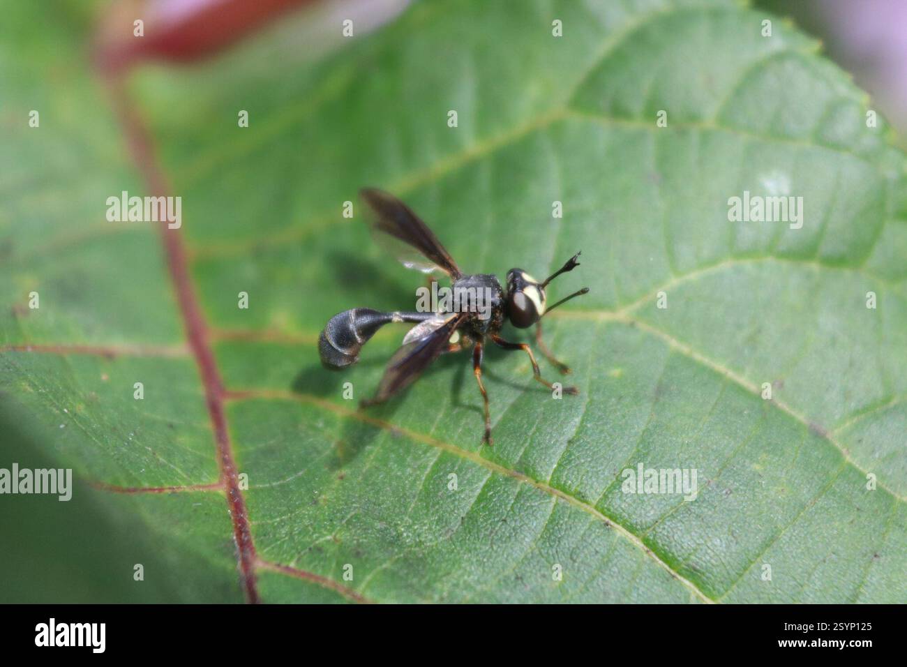 (Physocephala tibialis), Insecta, Medway, London, ON, Canada Stock ...
