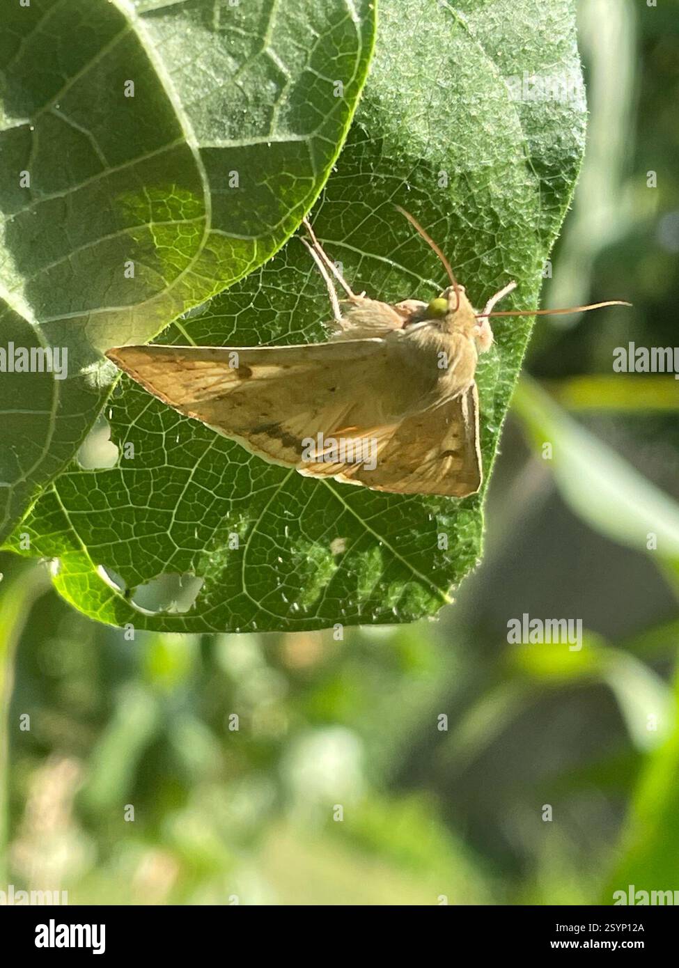 Corn Earworm Moth (Helicoverpa zea), Insecta, S Ashwood Ave ...