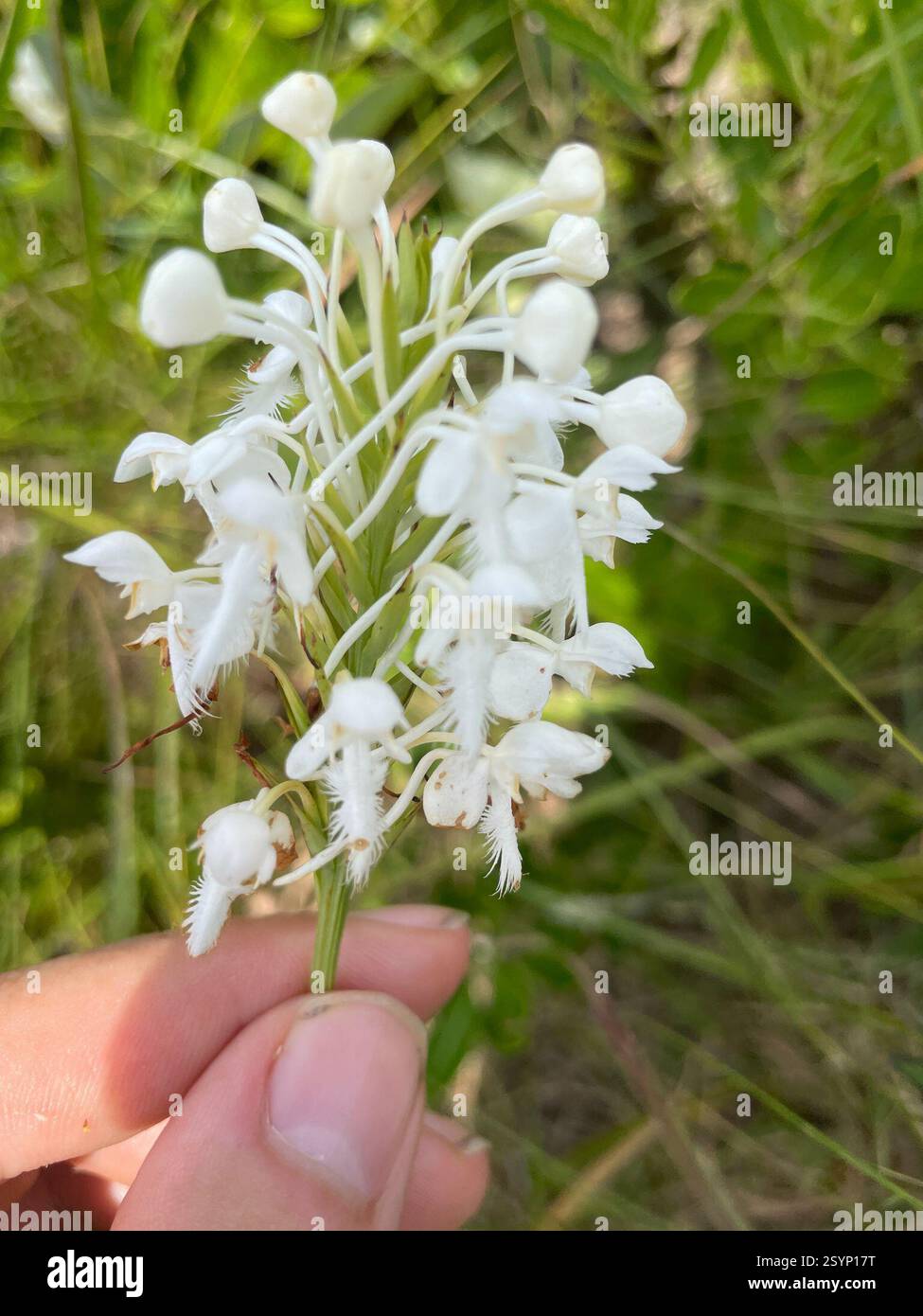 Southern White-fringed Orchid (Platanthera blephariglottis conspicua ...