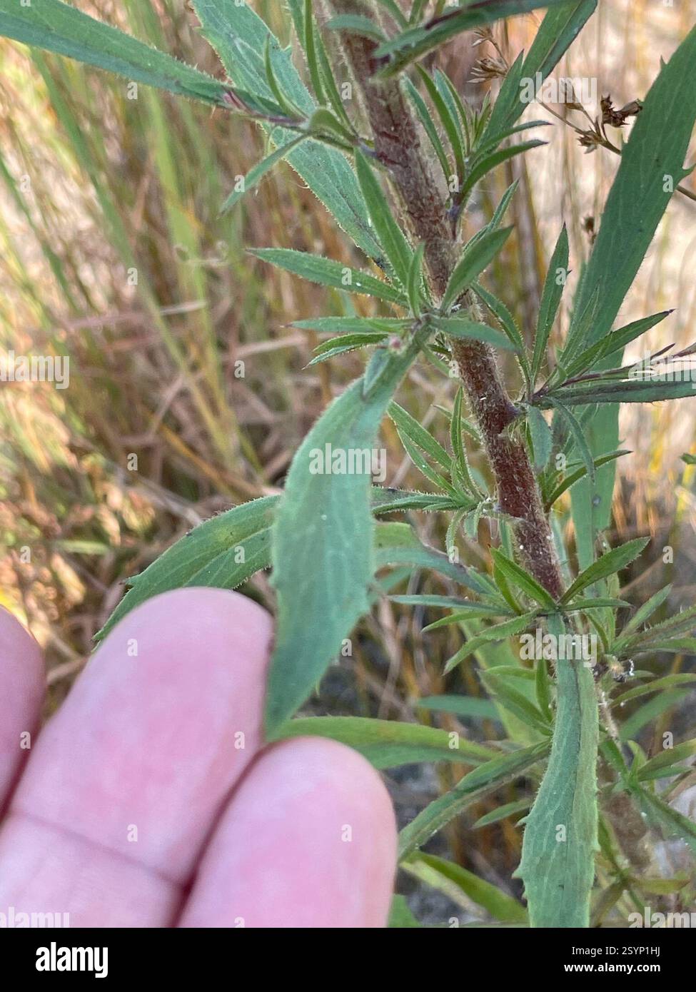 Slender Scratch Daisy (Croptilon divaricatum), Plantae, North Carolina ...