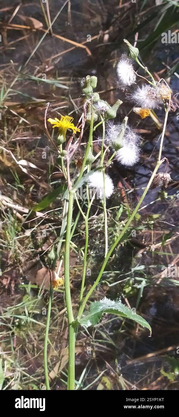 Smooth Field Sowthistle (Sonchus arvensis uliginosus), Plantae ...