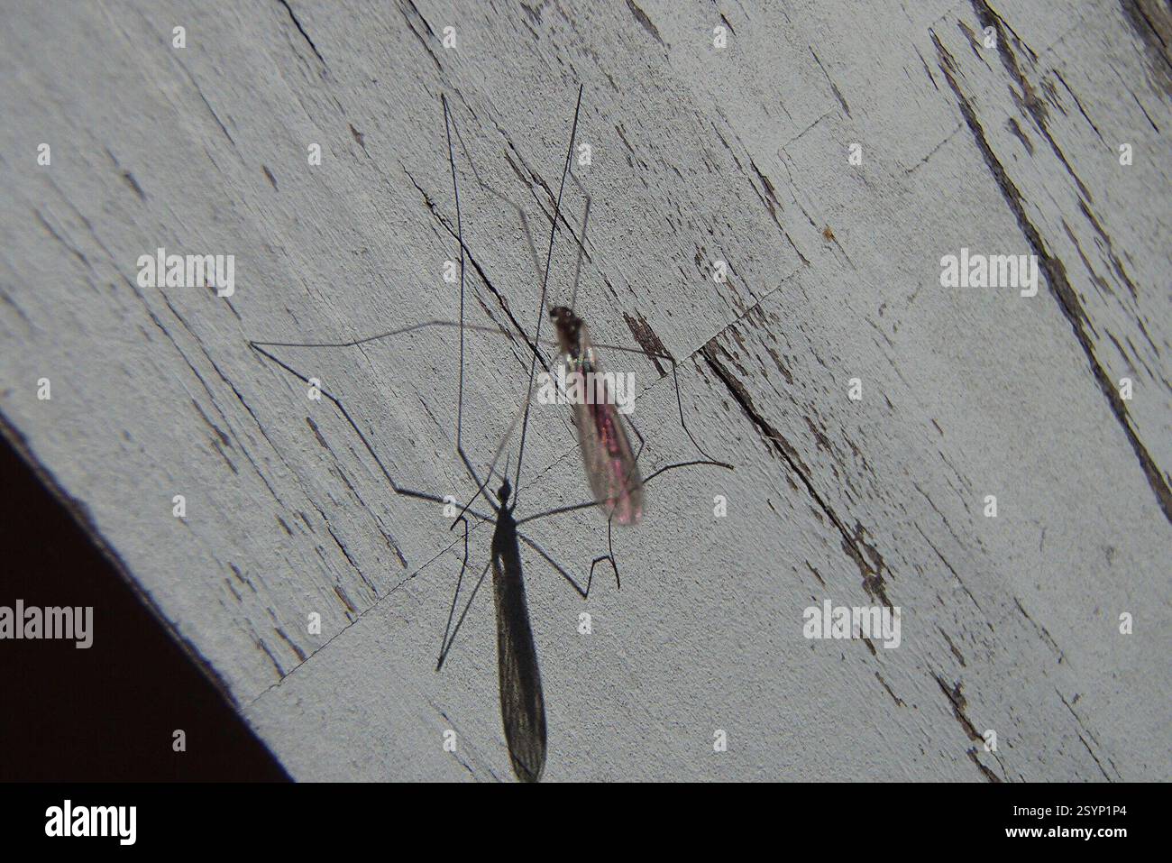 Limoniid Crane Flies (Limoniidae), Insecta, 62 Railway Parade ...