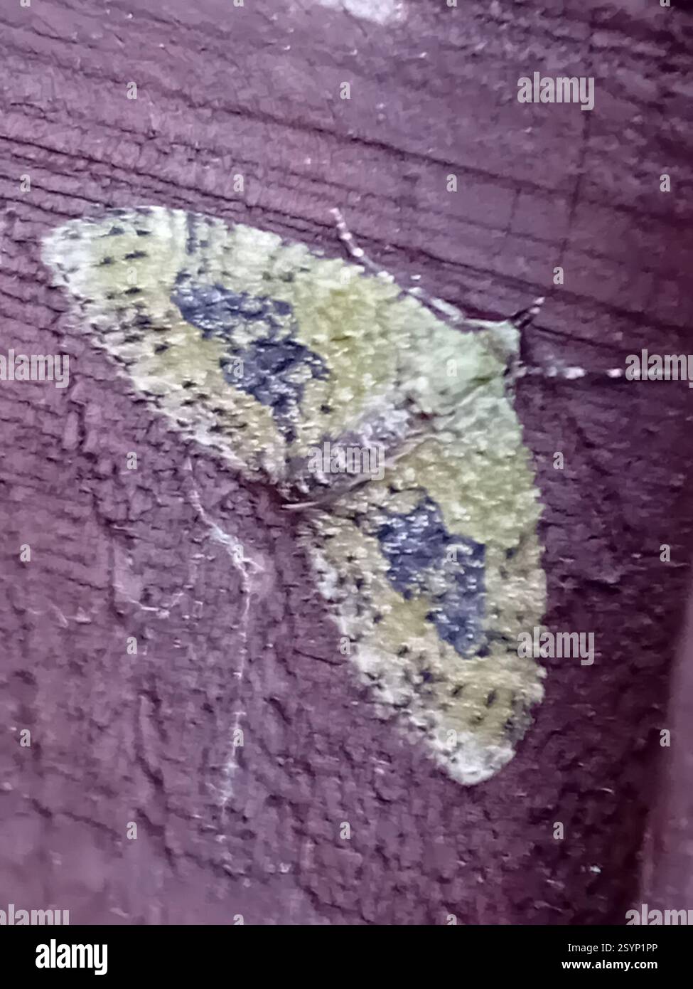 Yellow-barred Brindle (Acasis viretata), Insecta, Liverpool L14, UK ...