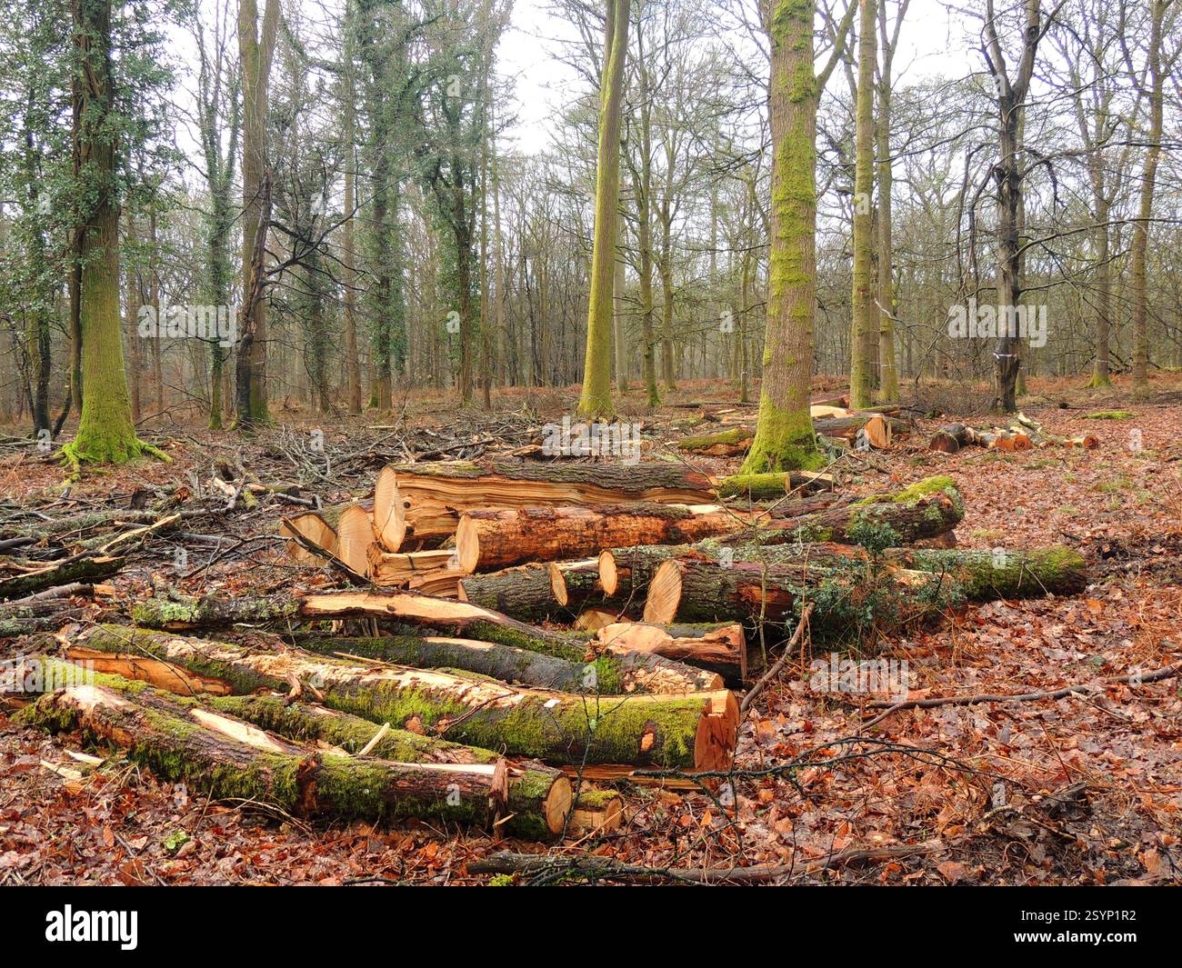 Timber cutting in the Forest of Dean Gloucestershire England uk Stock ...