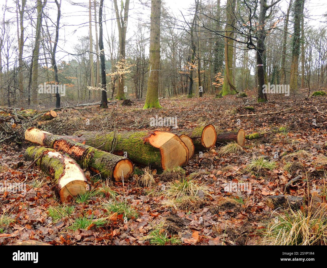 Timber cutting in the Forest of Dean Gloucestershire England uk Stock ...