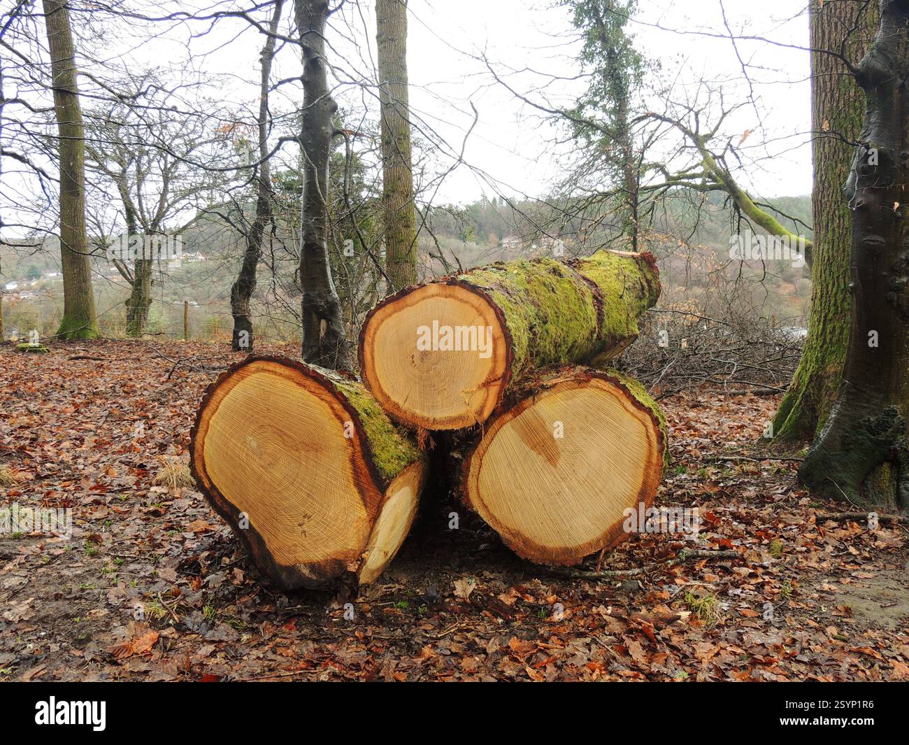 Timber cutting in the Forest of Dean Gloucestershire England uk Stock ...