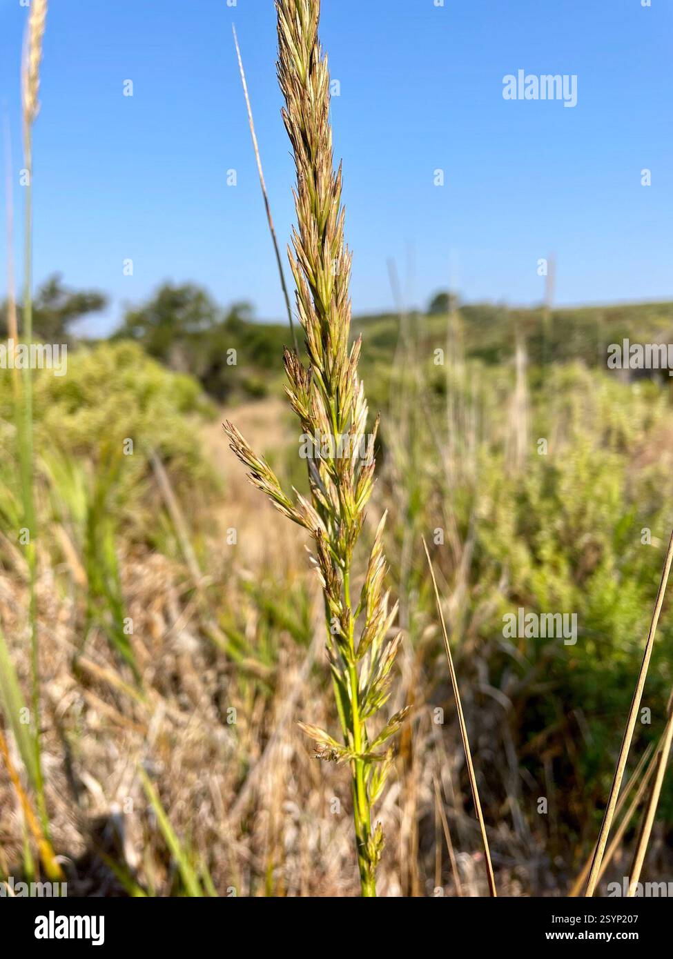 giant wild rye (Leymus condensatus), Plantae, Fort Ord National ...