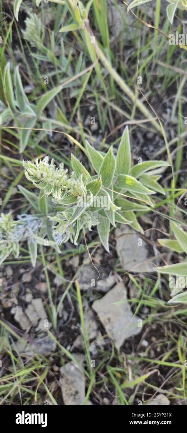 stoneseeds, puccoons, and gromwells (Lithospermum), Plantae, Farmer, KS ...
