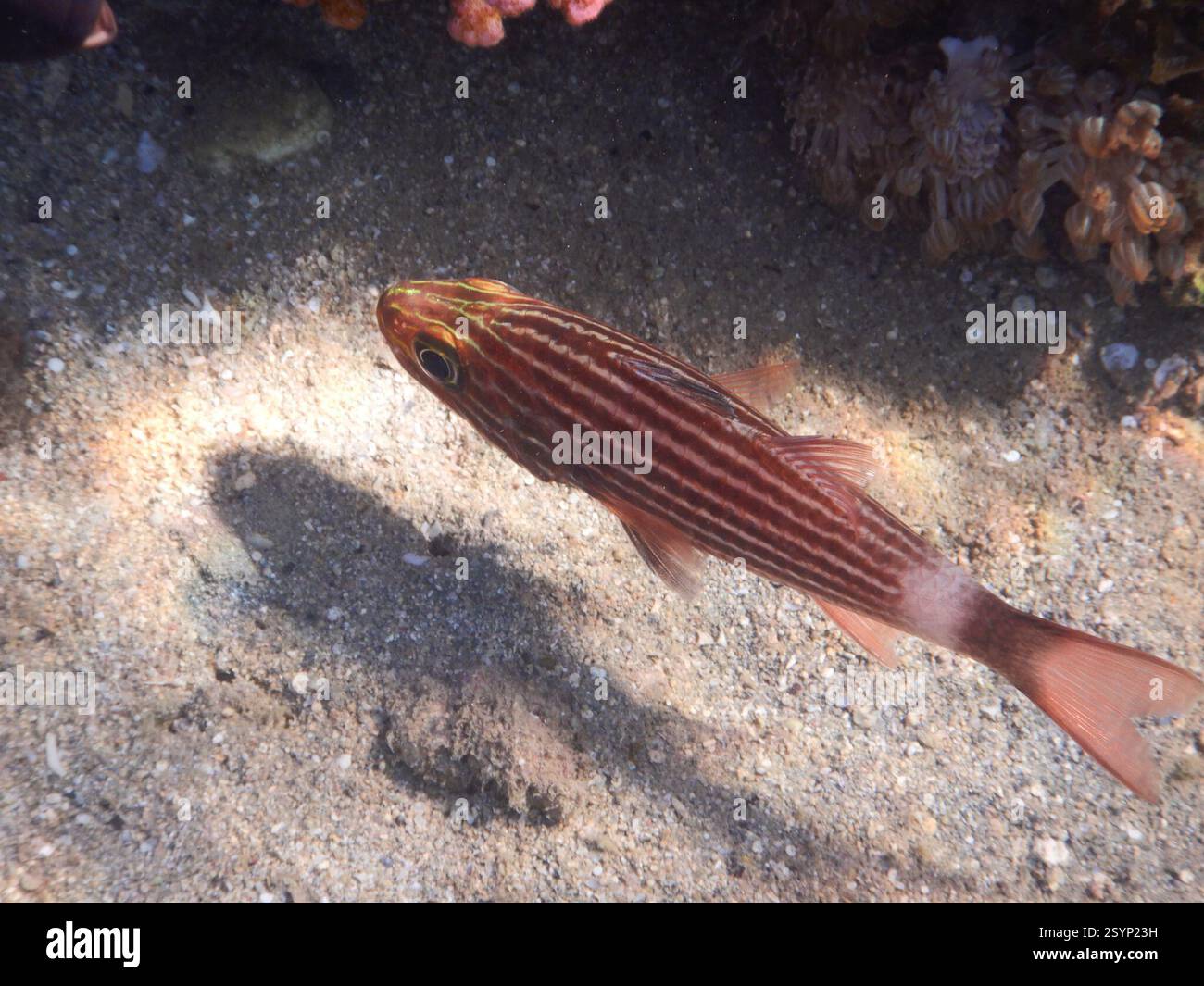 Tiger Cardinalfish (Cheilodipterus macrodon), Actinopterygii, Marsa ...