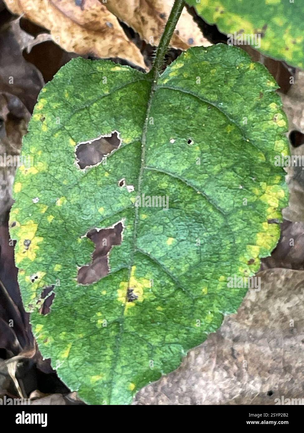 bouquet aster (Eurybia mirabilis), Plantae, North Carolina, US ...