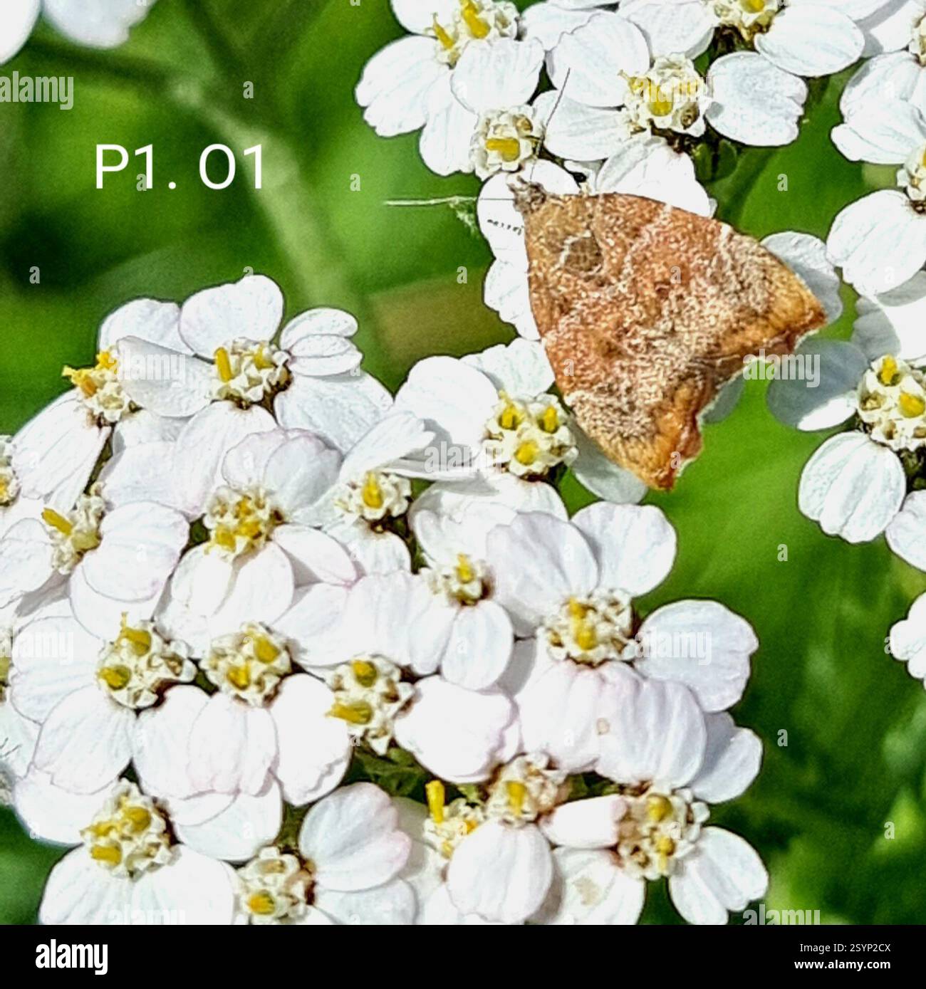 fig-tree skeletonizer moth (Choreutis nemorana), Insecta, London E5, UK ...
