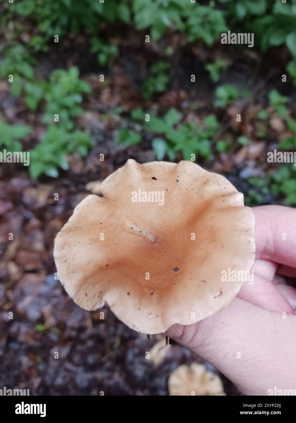 Common Funnel (Infundibulicybe gibba), Fungi, 35394 Gießen, Deutschland ...