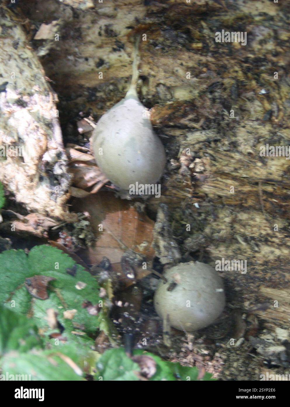 (Lycogala flavofuscum), Protozoa, Powiat iławski, Polska Stock Photo ...