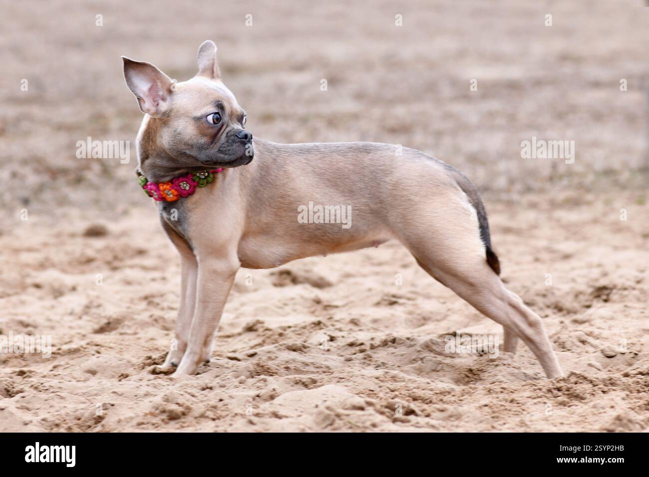 Healthy CDDY gene free French Bulldog dog with very long nose and tail ...
