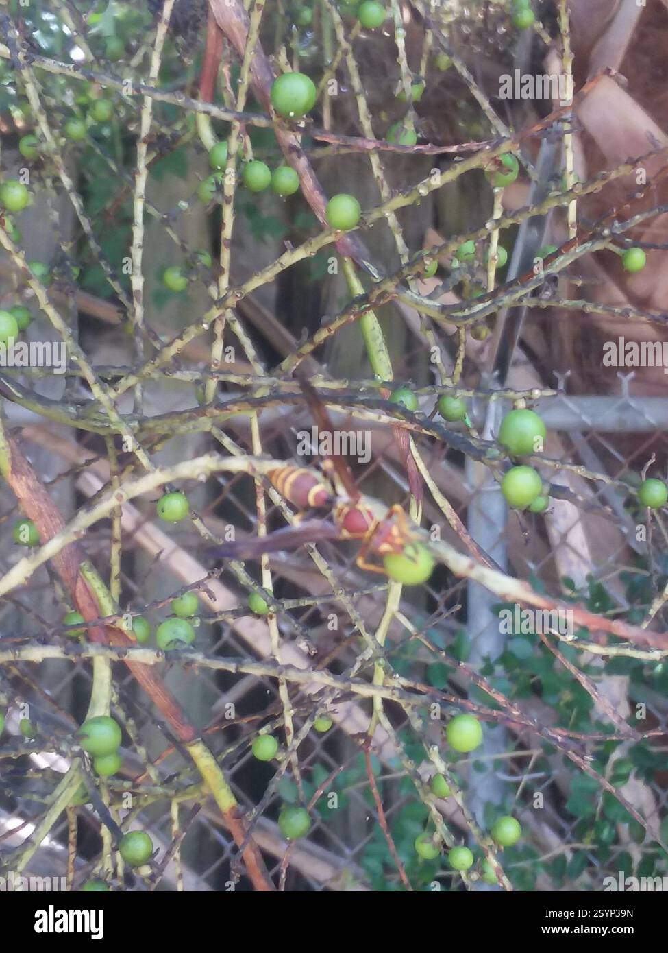 Guinea Paper Wasp (Polistes exclamans), Insecta, Windsor Forest ...