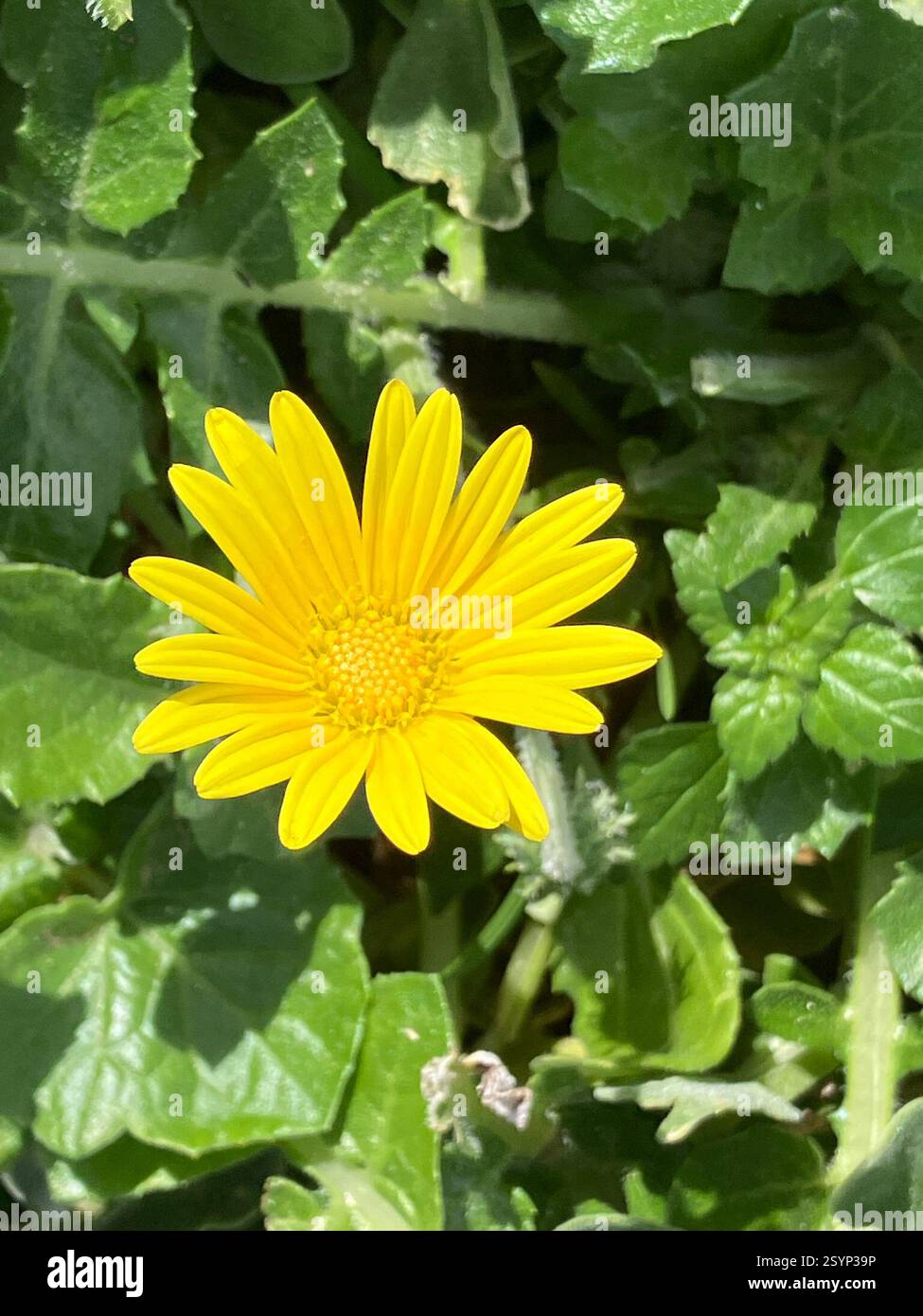 Prostrate Capeweed (Arctotheca prostrata), Plantae, Overberg, ZA-WC, ZA ...