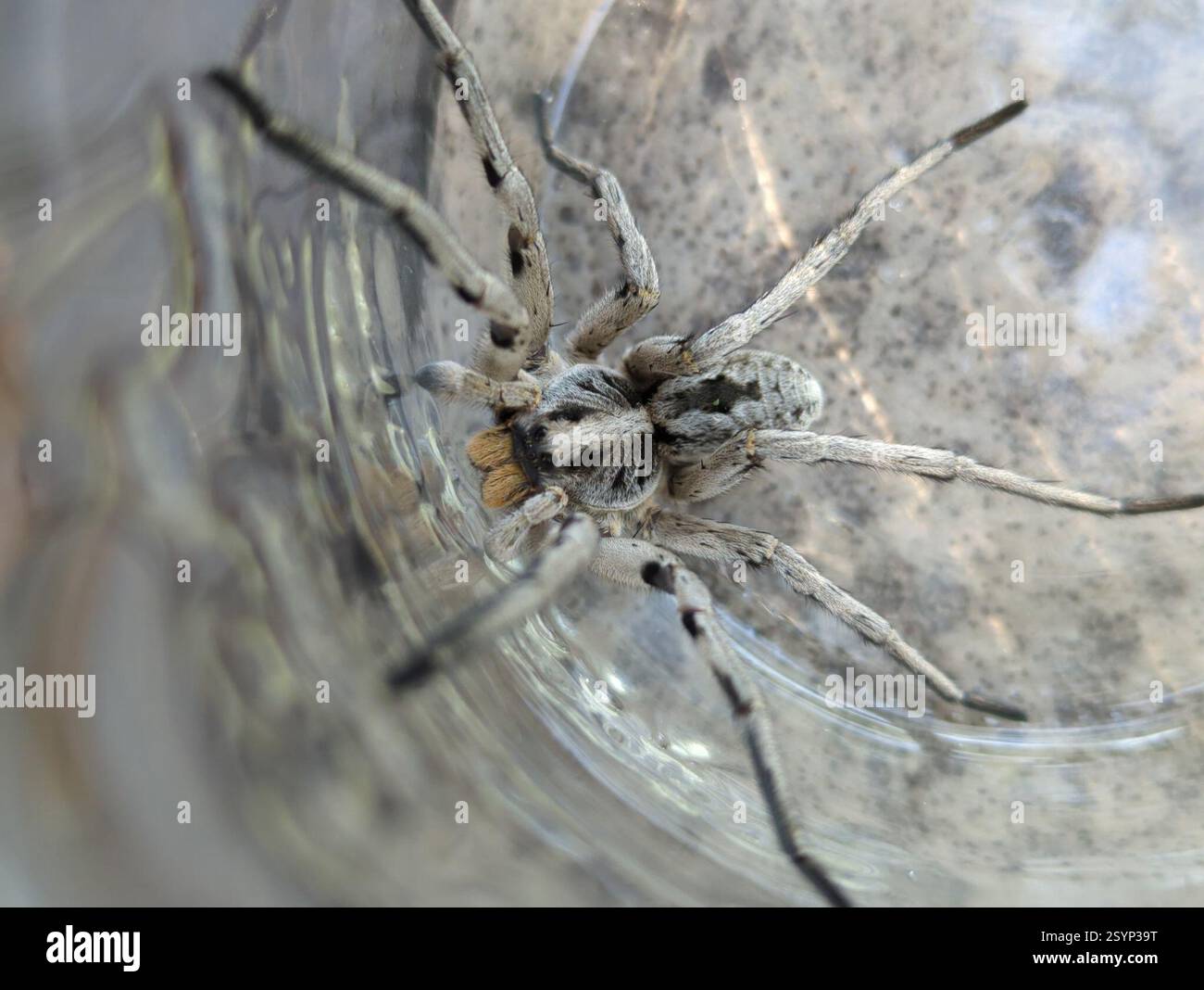 Carolina Wolf Spider (Hogna carolinensis), Arachnida, Yellowstone ...