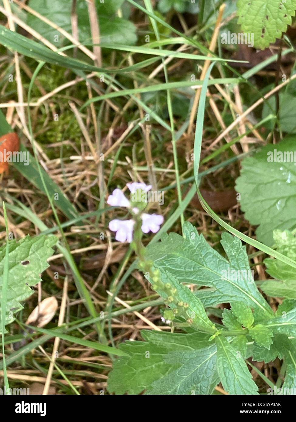 Common vervain (Verbena officinalis), Plantae, Schloss Laxenburg ...
