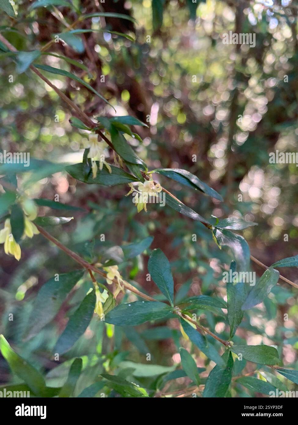 Prickly Currant-Bush (Coprosma quadrifida), Plantae, Marrakilla Rd ...