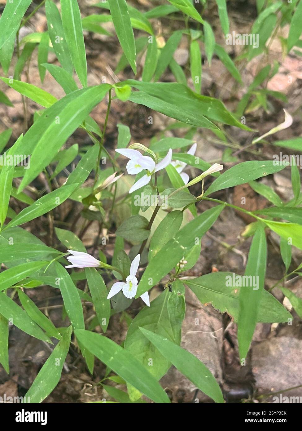 three birds orchid (Triphora trianthophoros), Plantae, , growing in Microstegium Stock Photo - Alamy