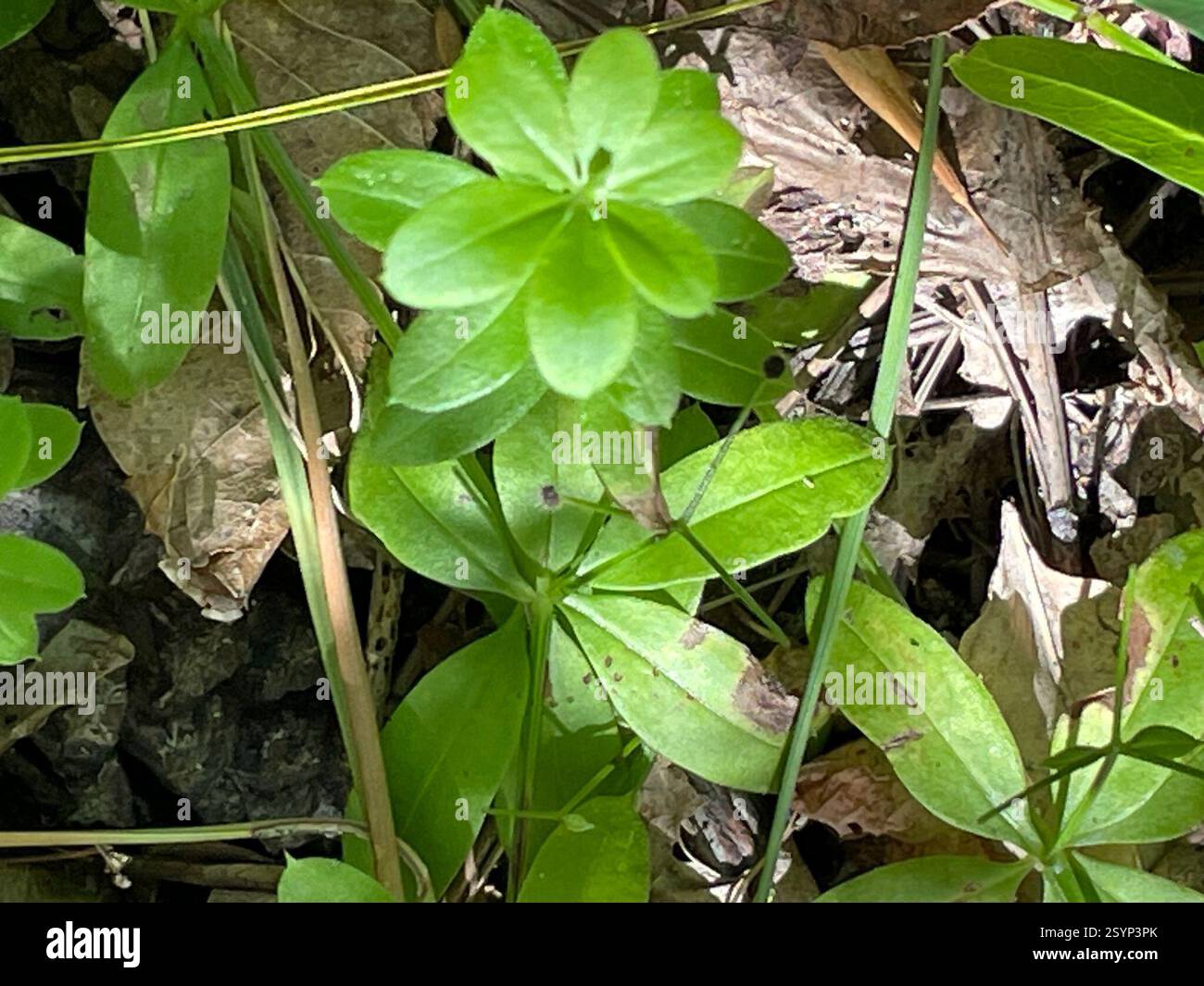 fragrant bedstraw (Galium triflorum), Plantae, Custer Gallatin National ...