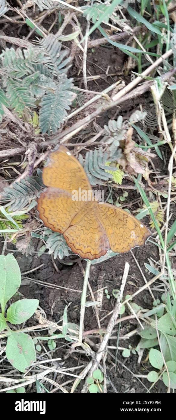 Common Castor Butterfly (Ariadne merione), Insecta, 469, Fort Kengeri ...