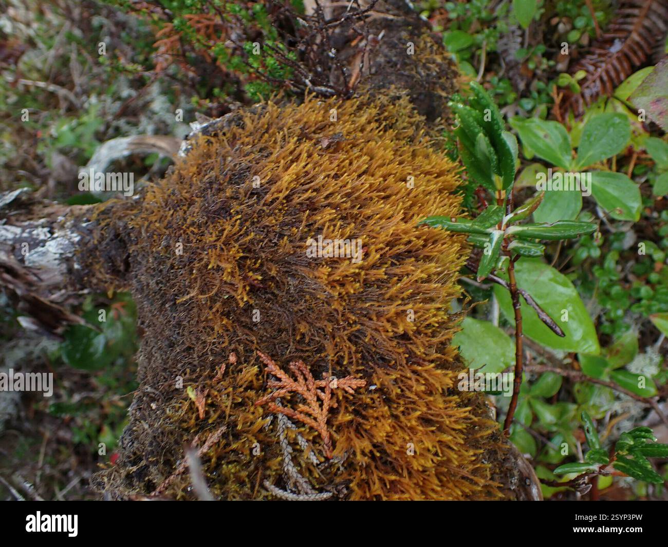 Bent Scissor-leaved Liverwort (Herbertus aduncus), Plantae, Mount ...