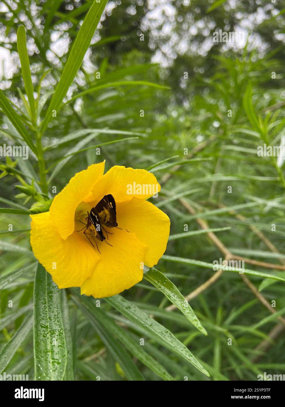 Grass Demon (Udaspes folus), Insecta, Dolvan, Tapi, GJ, IN Stock Photo ...