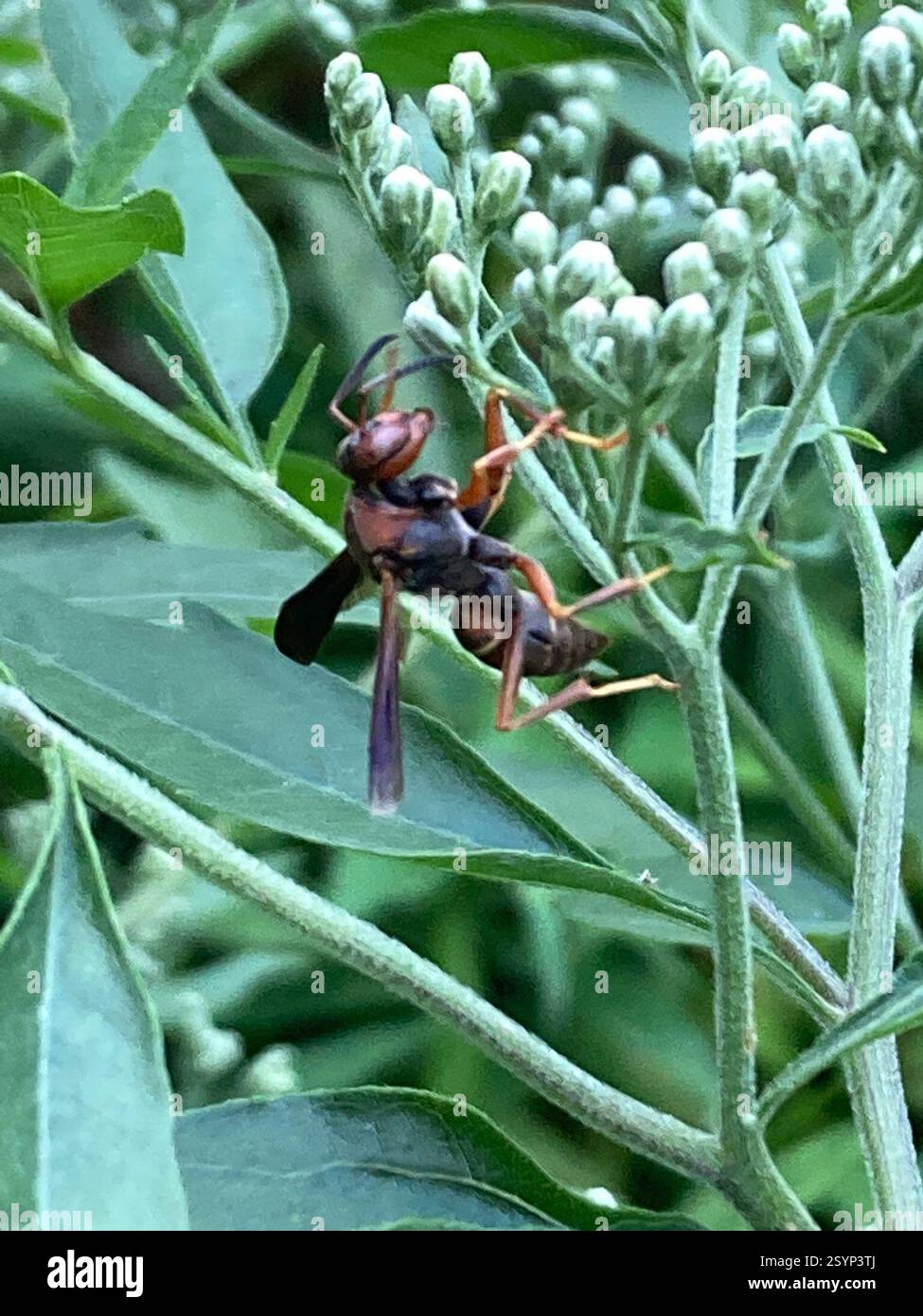 fuscatus-group Paper Wasps (Fuscopolistes), Insecta, Indiana, US Stock ...