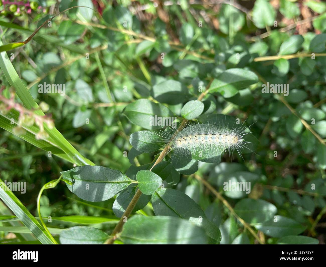 Fall Webworm Moth (Hyphantria cunea), Insecta, Northwest Raleigh ...