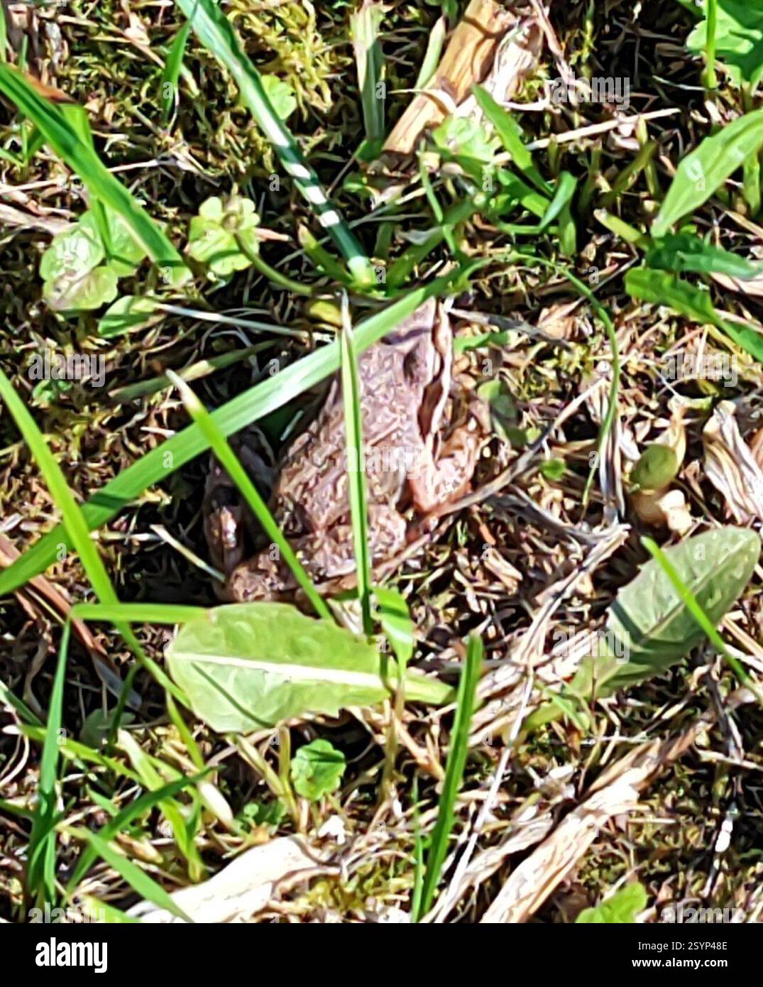 Pond Frogs (Rana), Amphibia, Московская обл., Россия, 142263 Stock ...