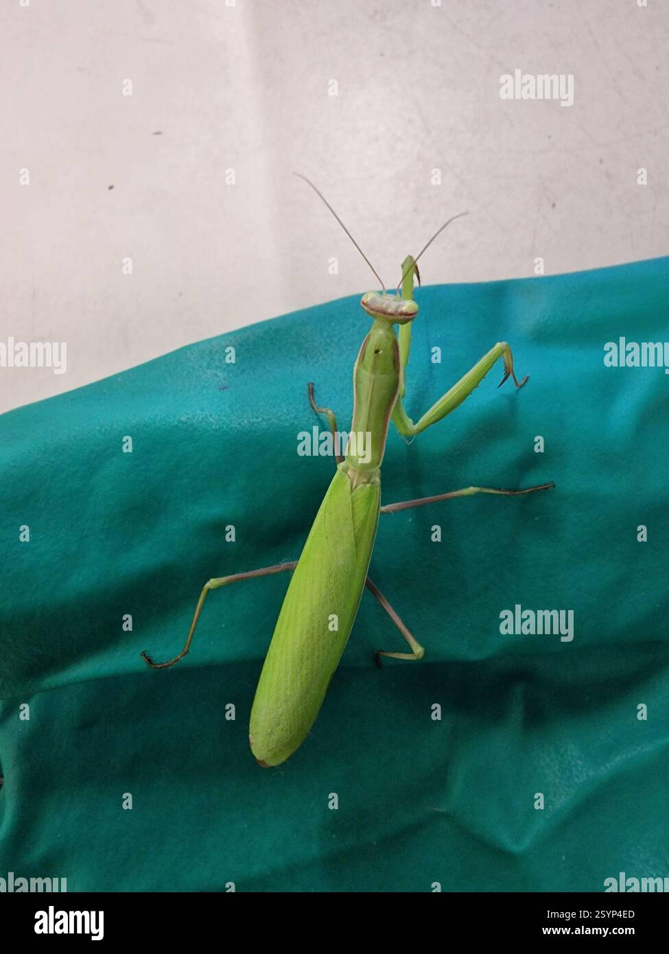 European Mantis (Mantis religiosa), Insecta, St Peter, Linz, Österreich ...