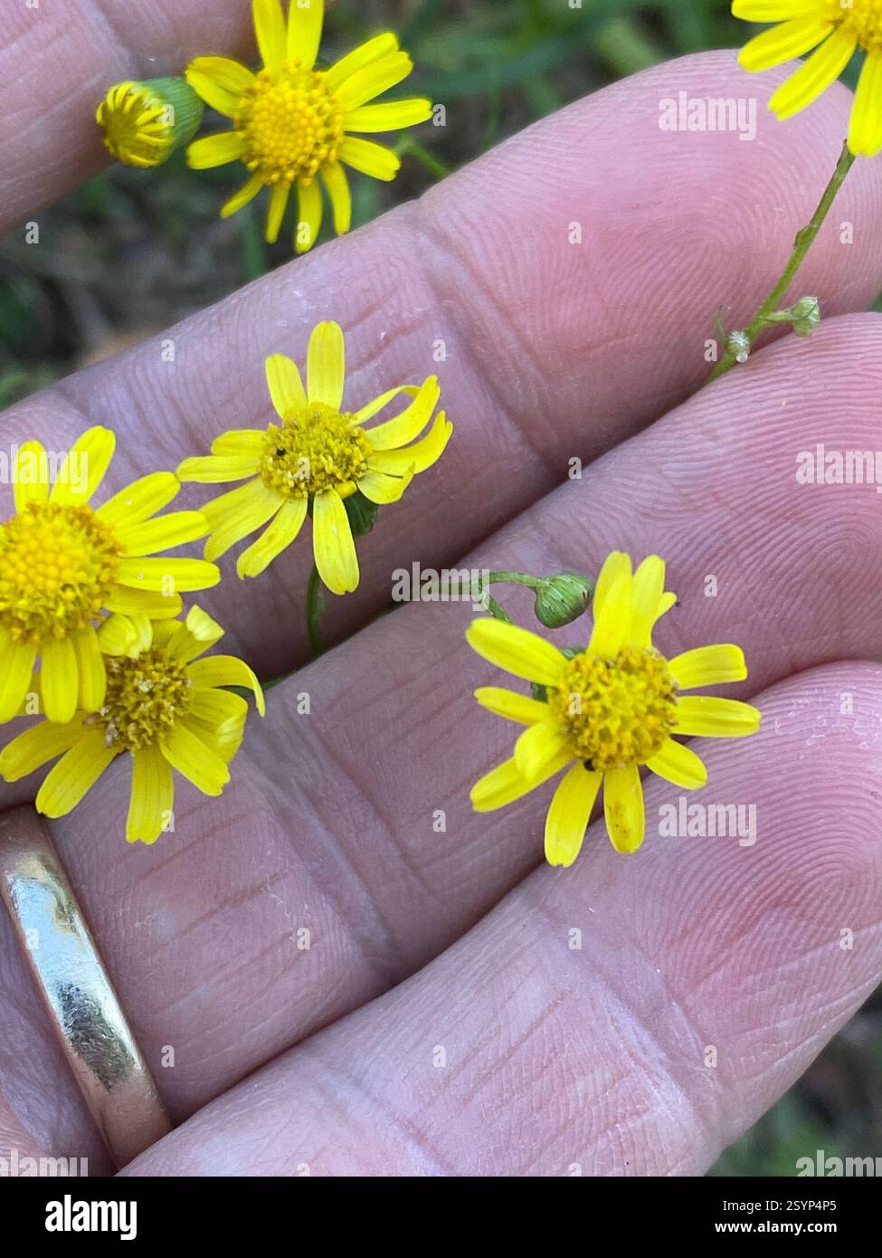 Madagascar Ragwort (Senecio madagascariensis), Plantae, Bruce St, Camp ...