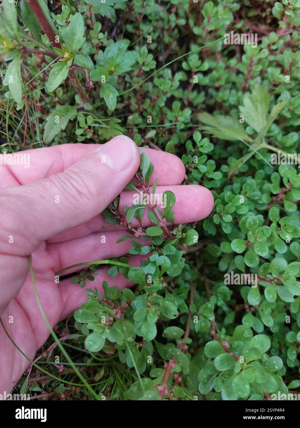 Water-purslane (Lythrum portula), Plantae, Раменский р-н, Московская ...