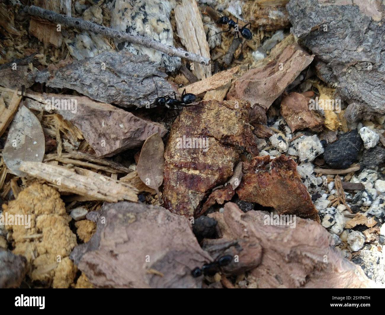 Carpenter Ants, Typical Sugar Ants and Allies (Camponotus), Insecta ...