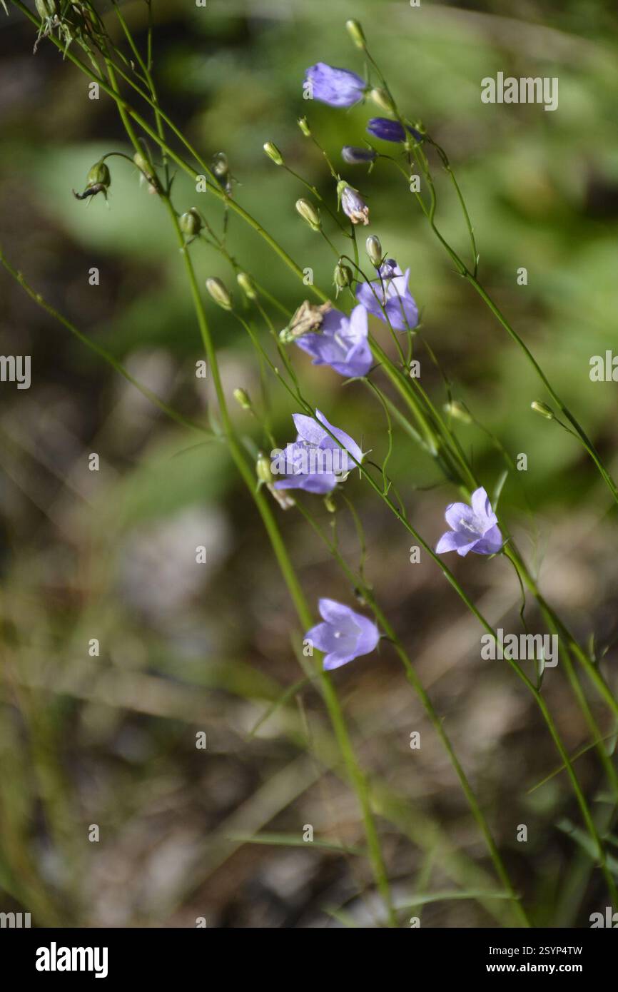 Common Harebell (Campanula rotundifolia), Plantae, Селивановский р-н ...