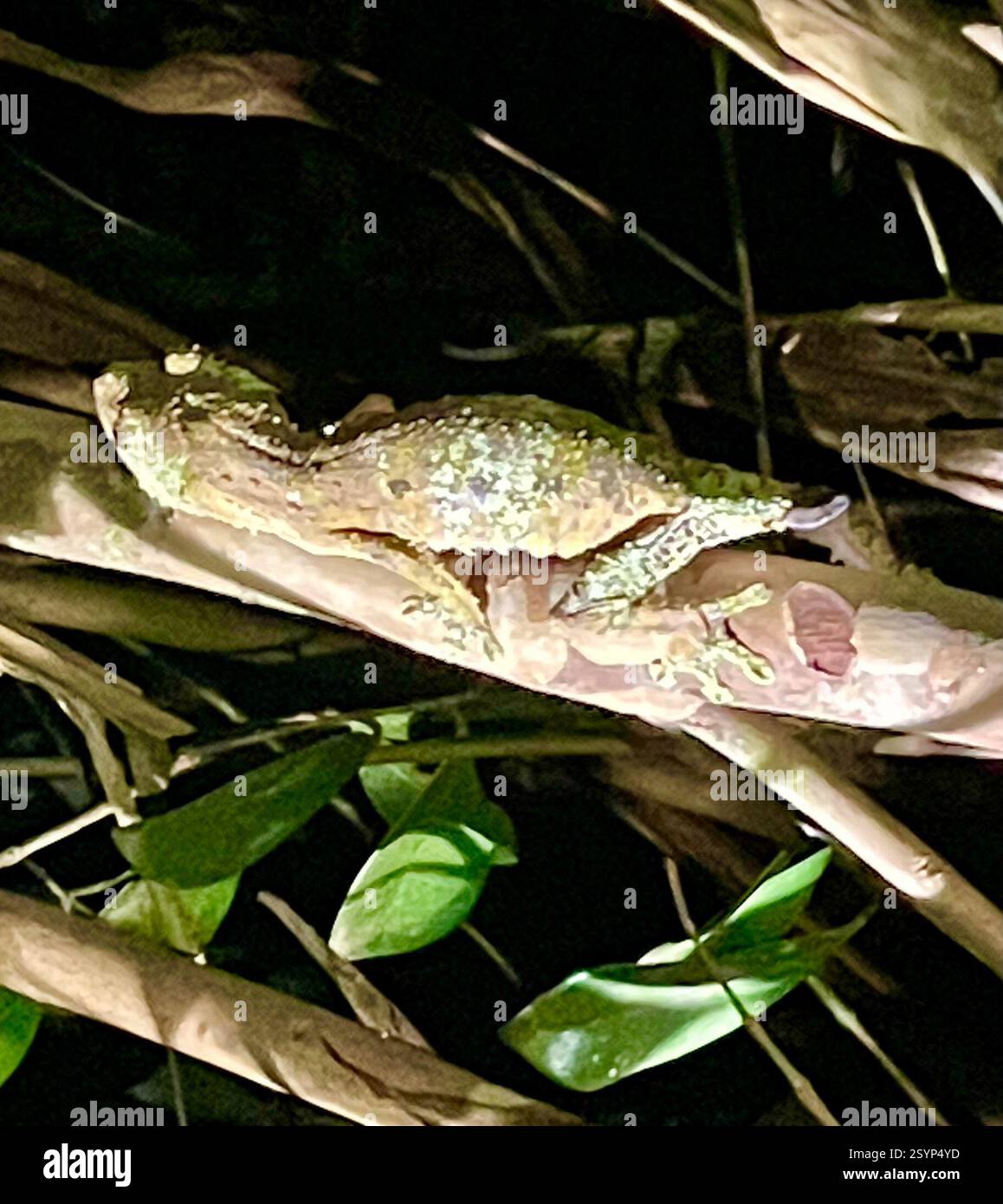 Mossy Leaf-tailed Gecko (Uroplatus sikorae), Reptilia, Madagascar ...